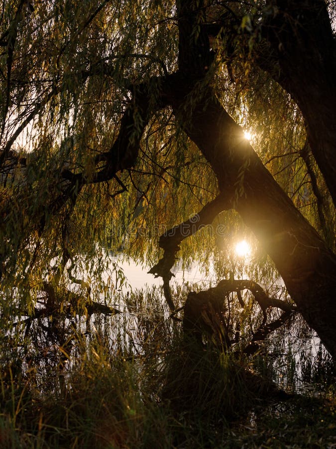 Sun Reflection on the Water through Leaves of Big Willow Tree Stock ...