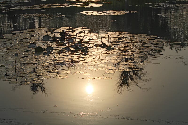 Sun reflection in water stock image. Image of freely - 167315623
