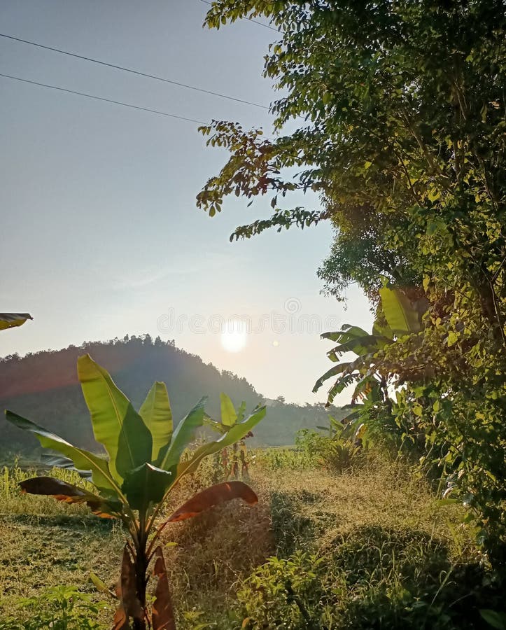 Sun rice of the village stock photo. Image of beautiful - 276090502