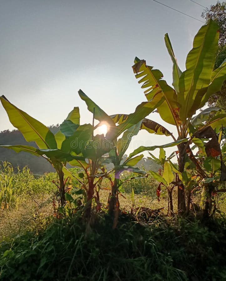Sun rice of the village stock photo. Image of morning - 276090522