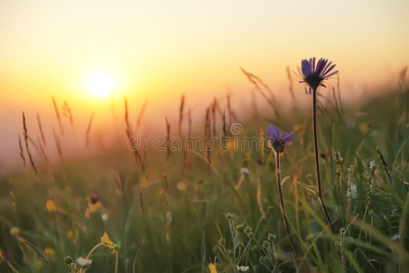 Sun rise stock image. Image of sunset, flower, grass - 10185259