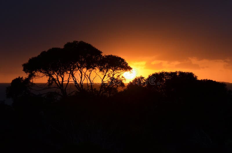 Sun Rise Behind Tree Picture. Image: 109922703