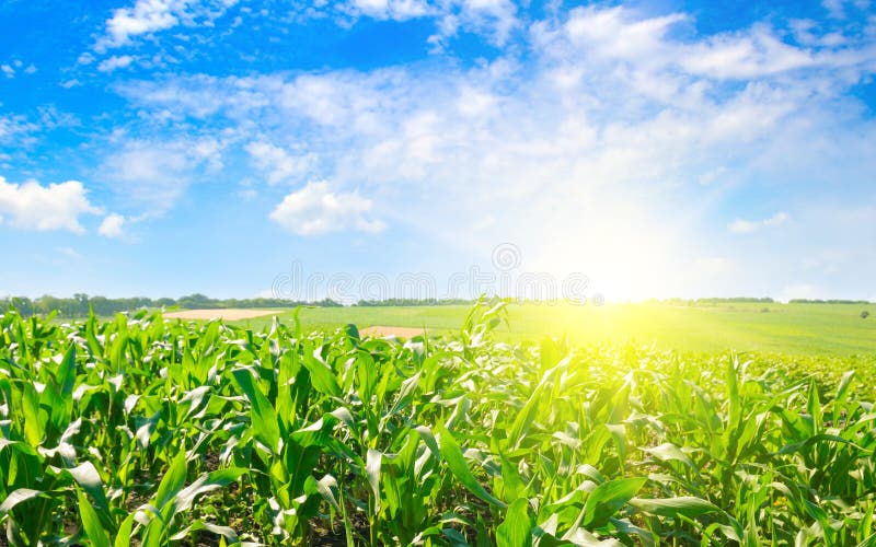 Sunrise Over the Corn Field Stock Image - Image of color, farm: 181870323