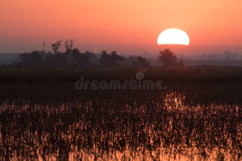 Sun Rise Over Flooded Rise Fields Stock Image - Image of marsh ...