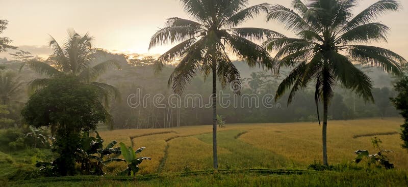 Sun Rise in the Rice Field at Morning Stock Image - Image of field ...