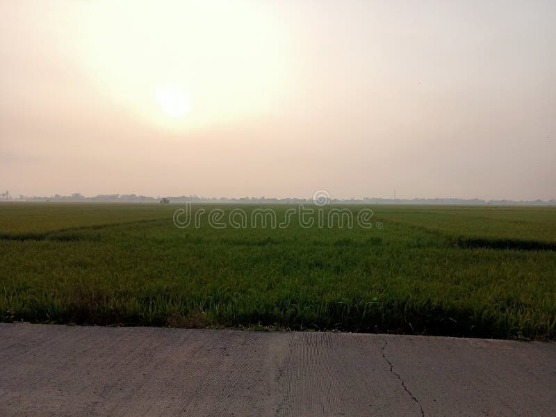 Sun Rise at Rice Field in North Vale Stock Image - Image of north, rise ...