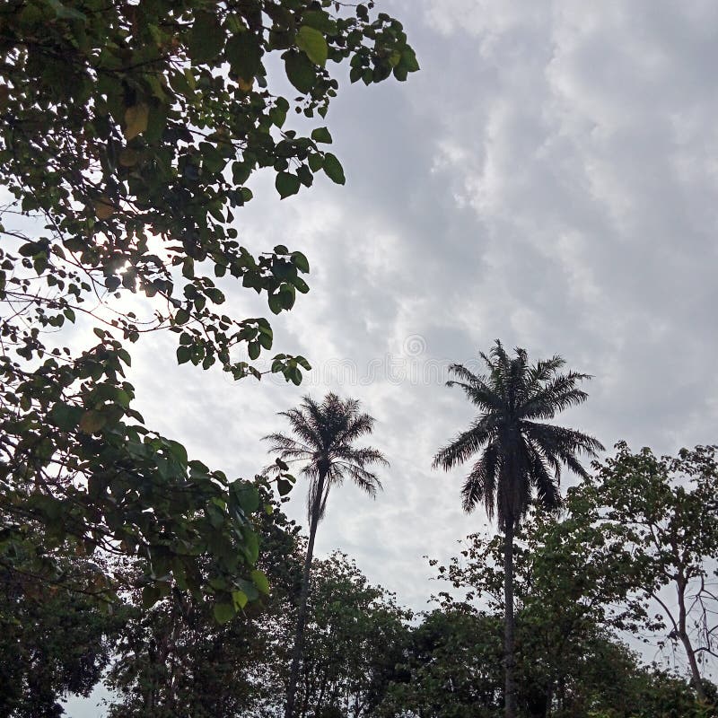 The sun rise stock photo. Image of shrub, sunlight, vegetation - 245968504