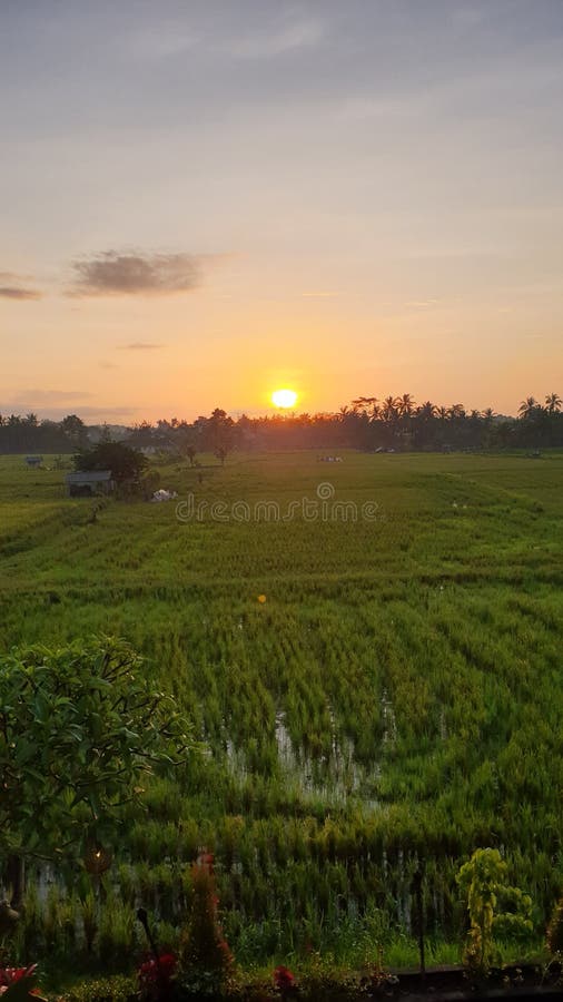 Sun Rise Ubud Bali stock photo. Image of landscape, grassland - 203939898