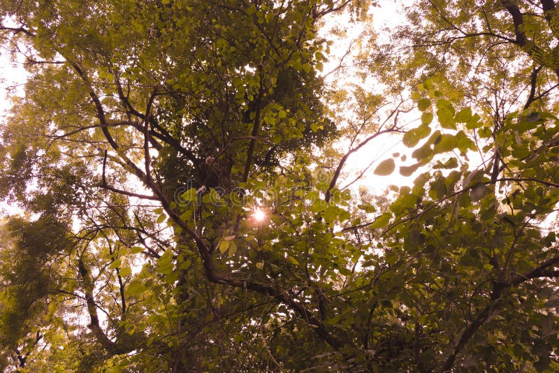 Sun rise in winter stock image. Image of rural, shine - 166549237