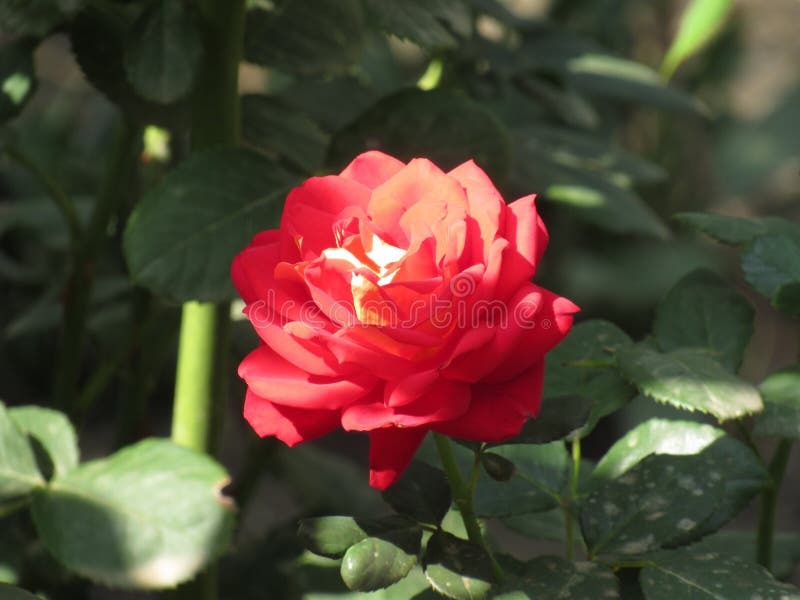 Sun Rises on a Beautiful Red Rose Stock Photo - Image of rays, trees ...