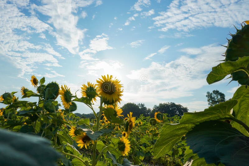 The Sun Rises Behind a Field of Sunflowers Under a Blue Sky with Clouds ...