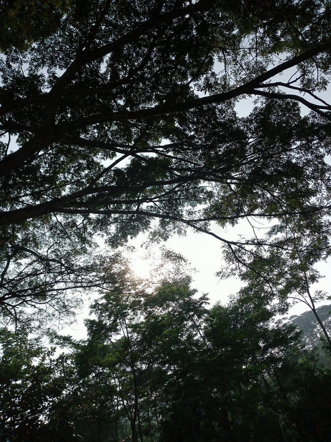 The Sun Rises Behind the Shady Trees Stock Photo - Image of summer ...