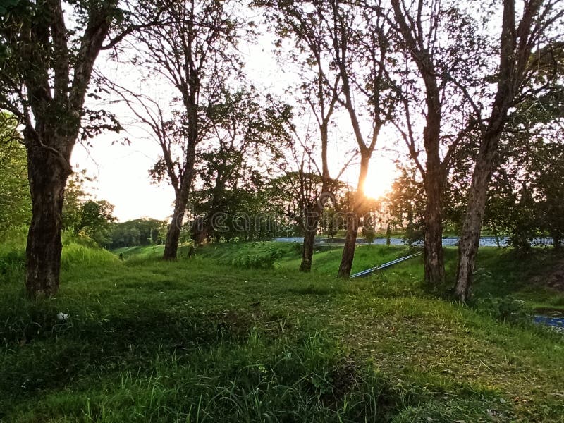 The Sun Rises Behind the Tree Stock Image - Image of autumn, green ...