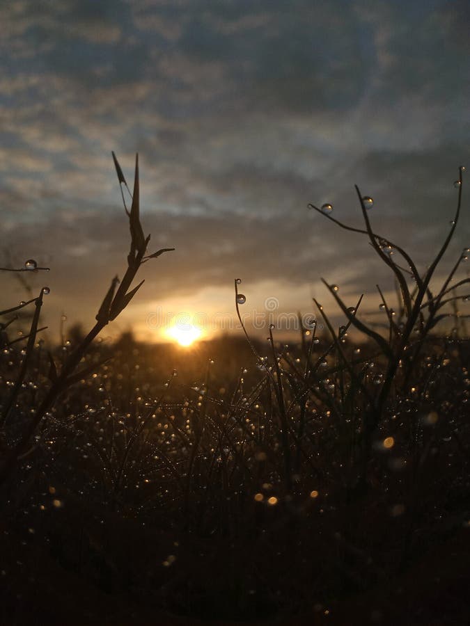 The Sun Rises from the East Stock Image - Image of nature, tree: 264454799
