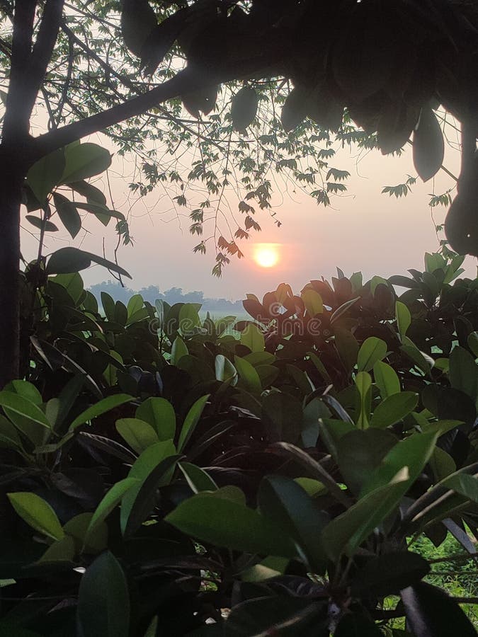 The Sun Rises on the Eastern Horizon between Shady and Cool Trees that ...