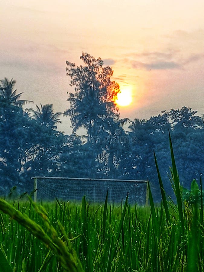 The Sun Rises at the End of the Rice Fields Stock Image - Image of rice ...