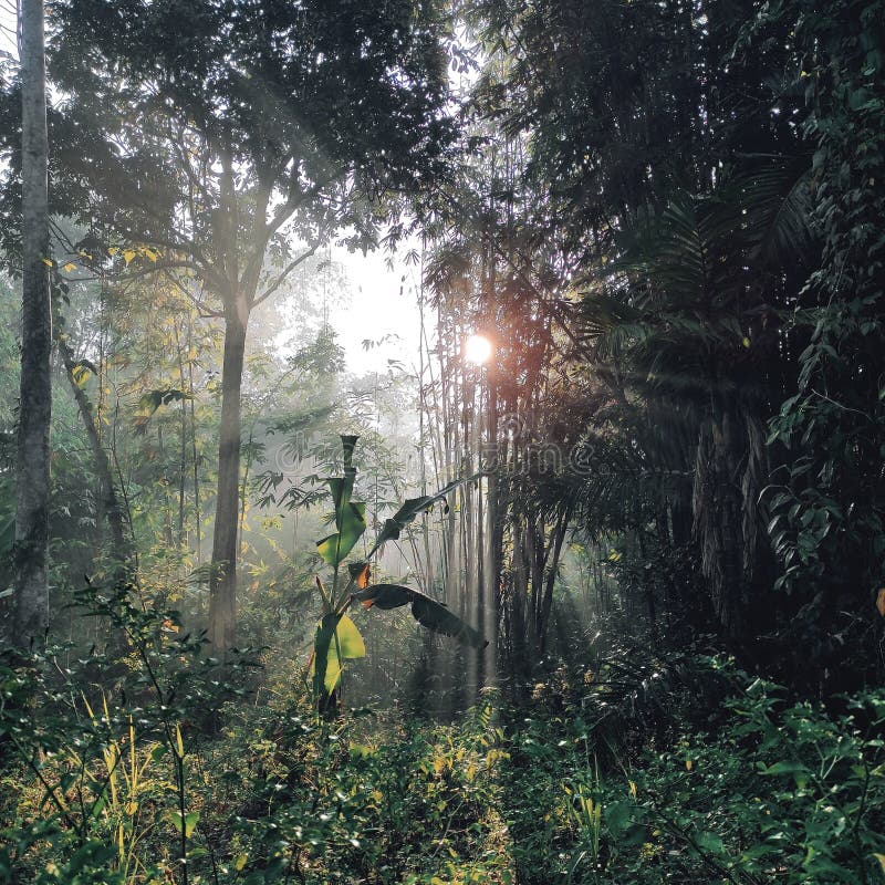 The Sun Rises in the Morning in the Countryside with a Cool and ...