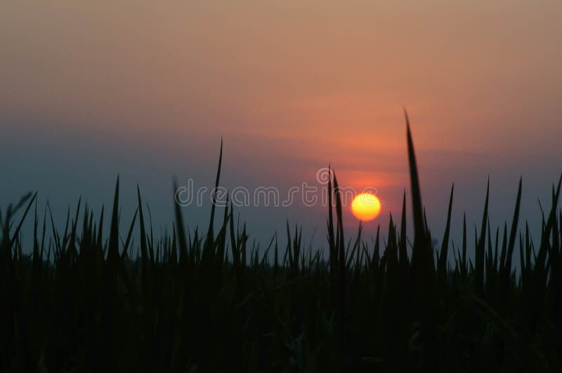 Sun rises over a meadow stock photo. Image of bushes - 31319502