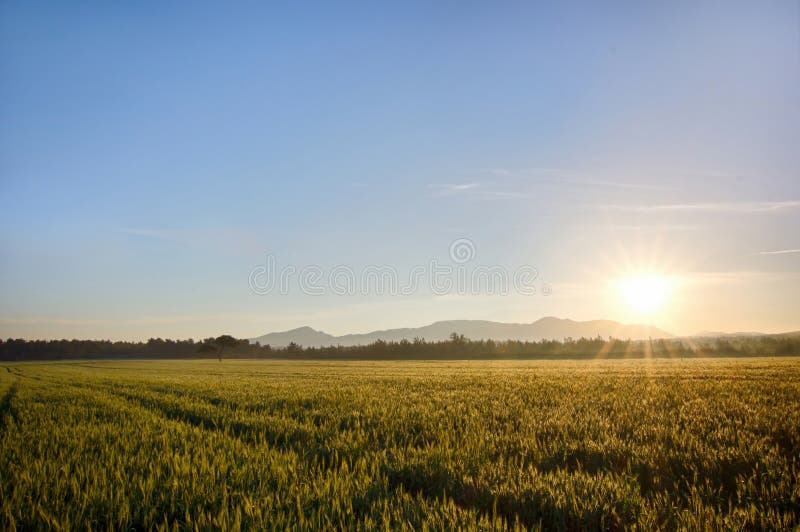 Sun Rises Over the Wheat Fields in the Forest Stock Image - Image of ...