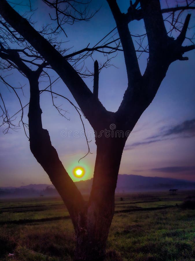 The Sun Rises from between the Tree Branches Stock Image - Image of ...