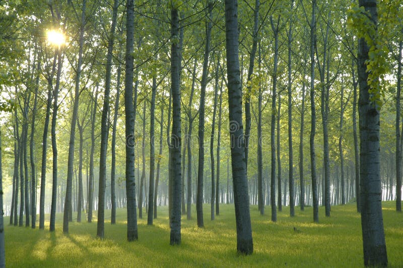 The sun rises in the woods stock photo. Image of morning - 17813460