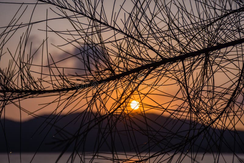 Sun Rising Above a Hillside with a Tree Branch in the Foreground Stock ...