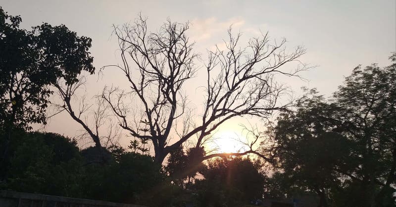 Sun rising behind tree stock image. Image of evening - 185753435