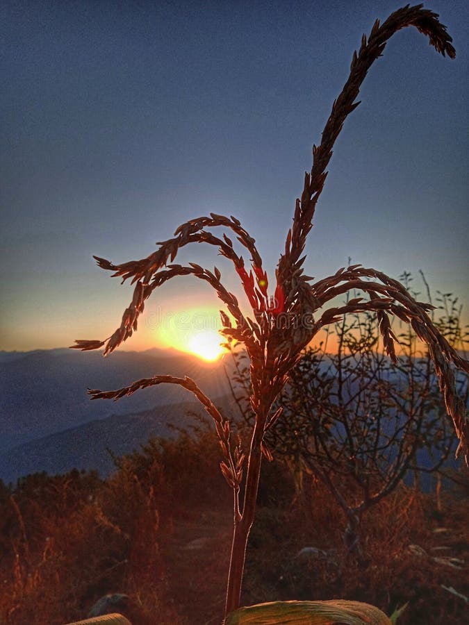 Nacher stock image. Image of plant, green, look, nacher - 170312619