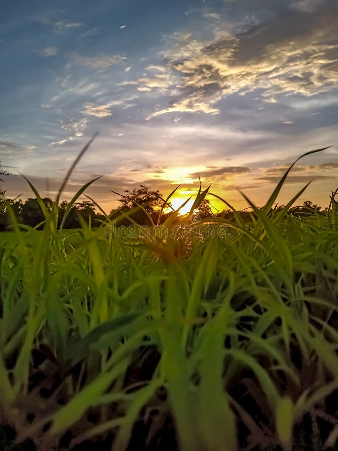 The Sun is Rising ,blue Sky, Green Grass Stock Image - Image of rising ...