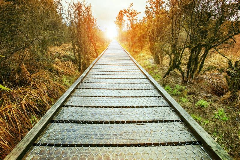 Sun Rising End of Perspective Wood Walking Path in Natural Wild Stock ...