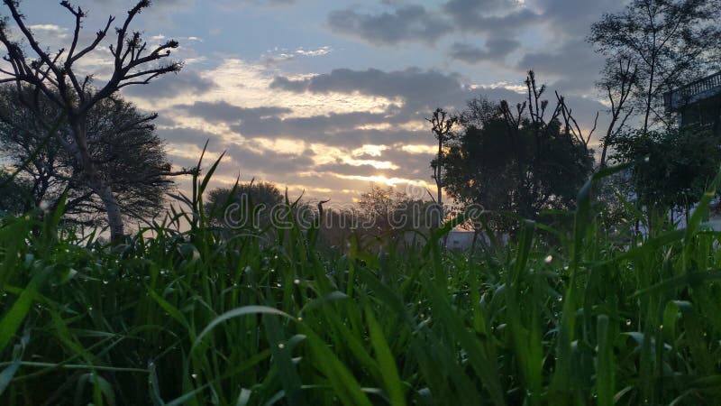 Sun is Rising among the Green Crops. Stock Image - Image of clouds ...