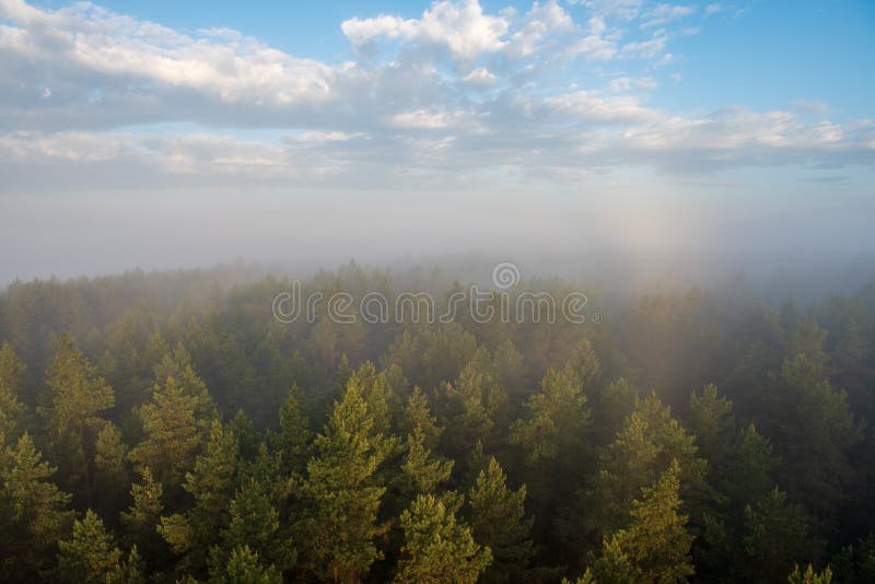 Sun Rising in Mist Covered Forest Stock Image - Image of visibility ...
