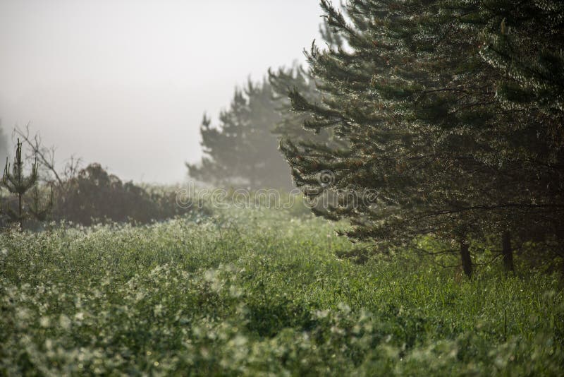 Sun Rising in Mist Covered Forest Stock Photo - Image of nature, mist ...