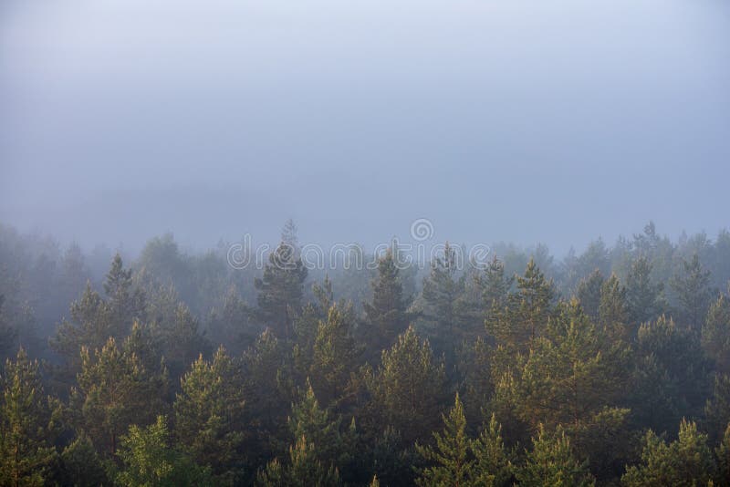 Sun Rising in Mist Covered Forest Stock Image - Image of light, wood ...
