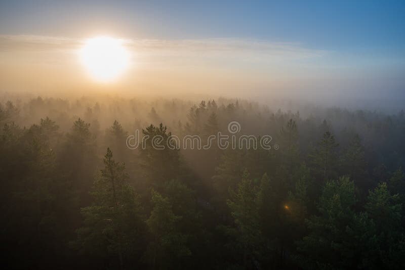 Sun Rising in Mist Covered Forest Stock Photo - Image of person ...