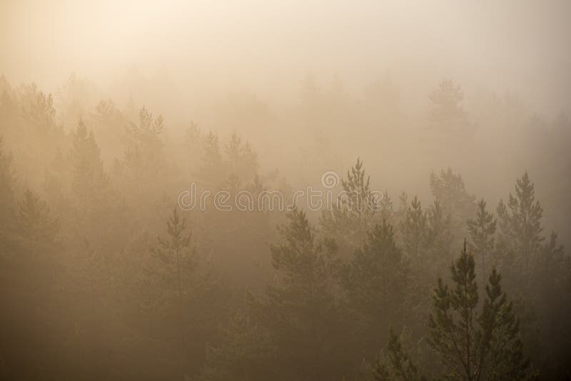Sun Rising in Mist Covered Forest Stock Photo - Image of haze, rays ...