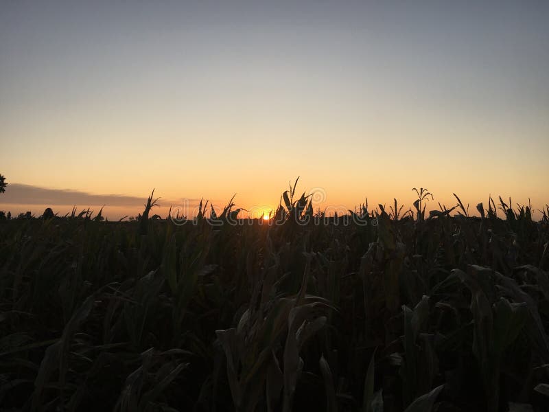 The Sun Rising Over the Corn Field Stock Photo - Image of rising, corn ...