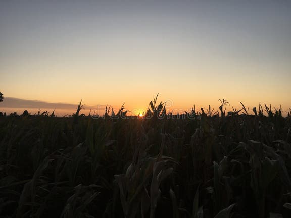 The Sun Rising Over the Corn Field Stock Photo - Image of rising, corn ...