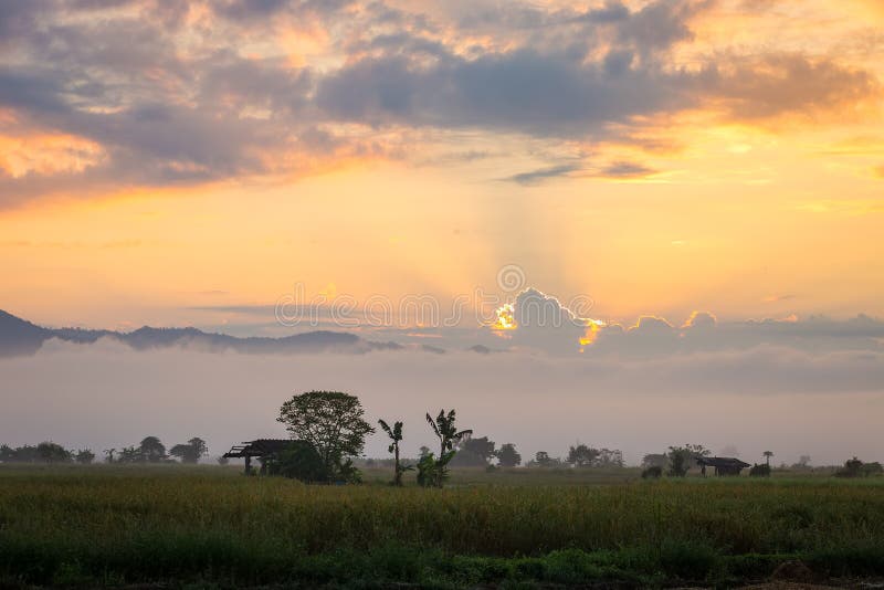 The Sun Rising Over the Silhouette Trees Stock Photo - Image of botanic ...