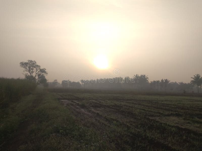 Sun Rising Scene at Early Morning in Farm Stock Photo - Image of scene ...