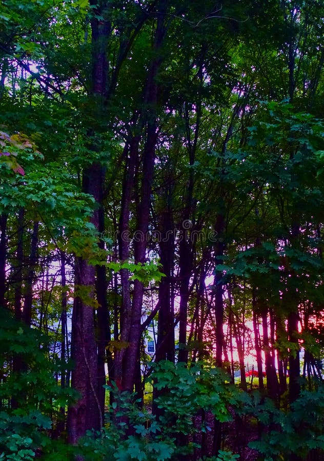 Red Sun Rising Over a Hill in a Forest in Summer Stock Image - Image of ...