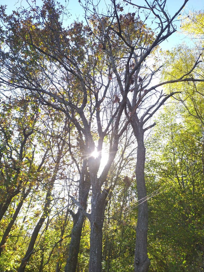 Rising Sun with Trees Silhouettes on Clear Morning Sky Background ...