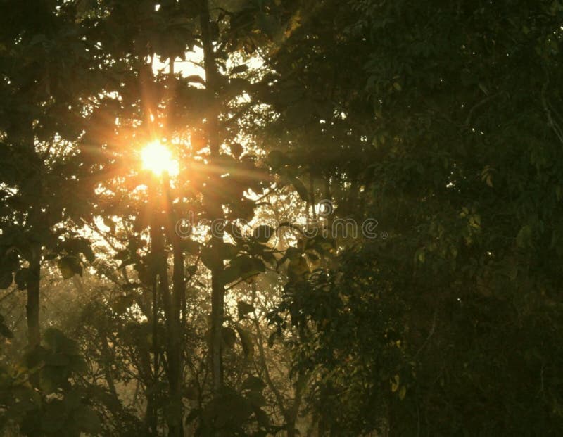 Sun Rising Through The Trees, Seen From The Watchtower, Chilapata ...