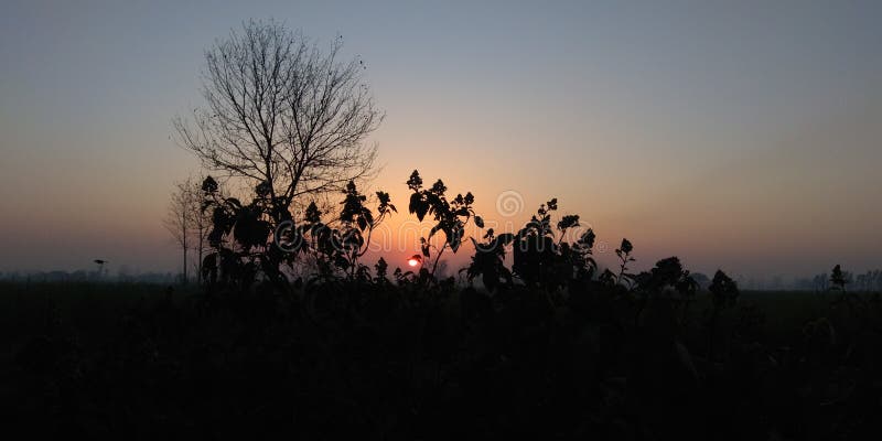 Sun rising view stock image. Image of view, flower, silhouette - 206028023