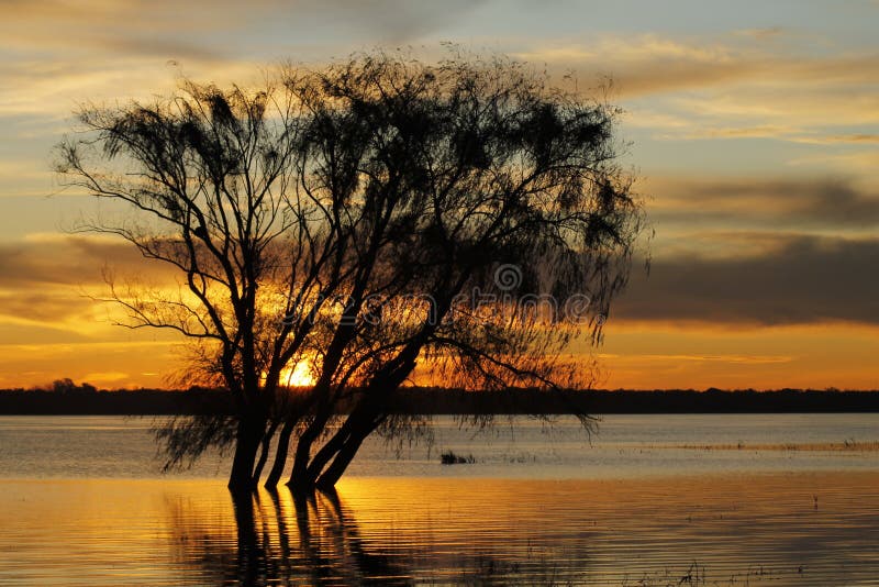 Sun river tree stock photo. Image of tree, sunshine, back - 56514296