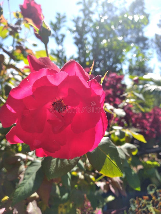 Sun rose stock image. Image of shrub, leaf, wildflower - 249645883