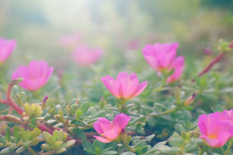 Sun rose in the morning stock photo. Image of beauty - 41463630