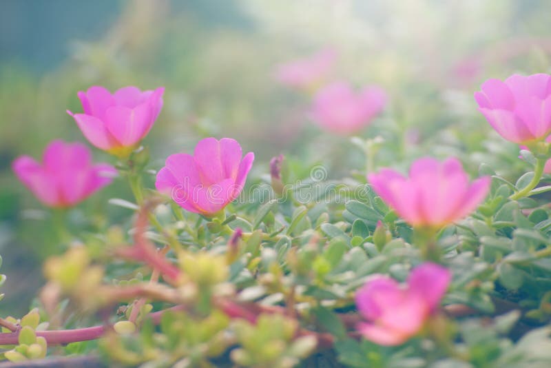 Sun roses in soft light stock photo. Image of green, aromatic - 41463610