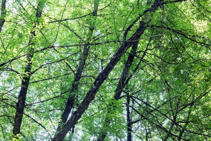 The Sun`s Rays through Branches and Green Leaves of Tree Stock Image ...