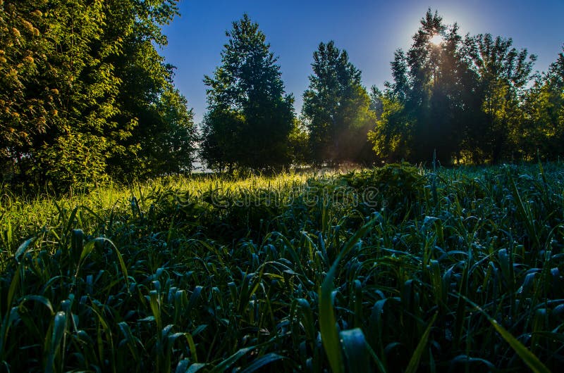 The Sun S Rays Break through the Birch Leaves. Thick Morning Fog Stock ...